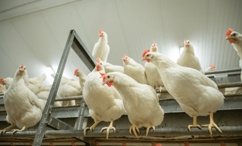 Fleshing Score: What It Is, Why It Matters & How To Work With It ...