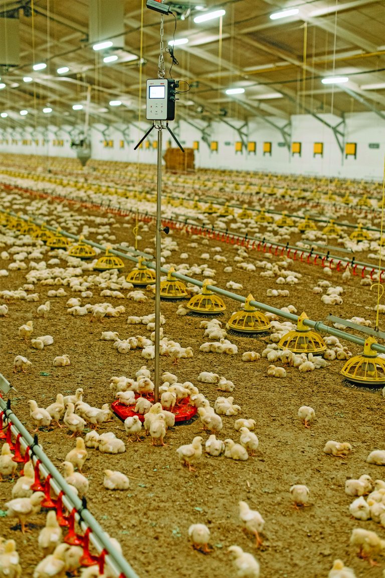 Best practices when setting up poultry weighing systems - Poultryscales