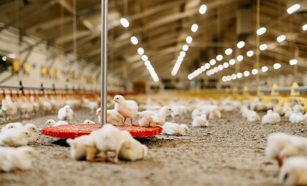 Best practices when setting up poultry weighing systems - Poultryscales