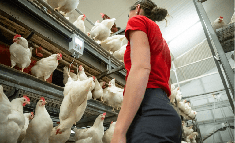 Weighing broilers and broiler breeder hens - Poultryscales