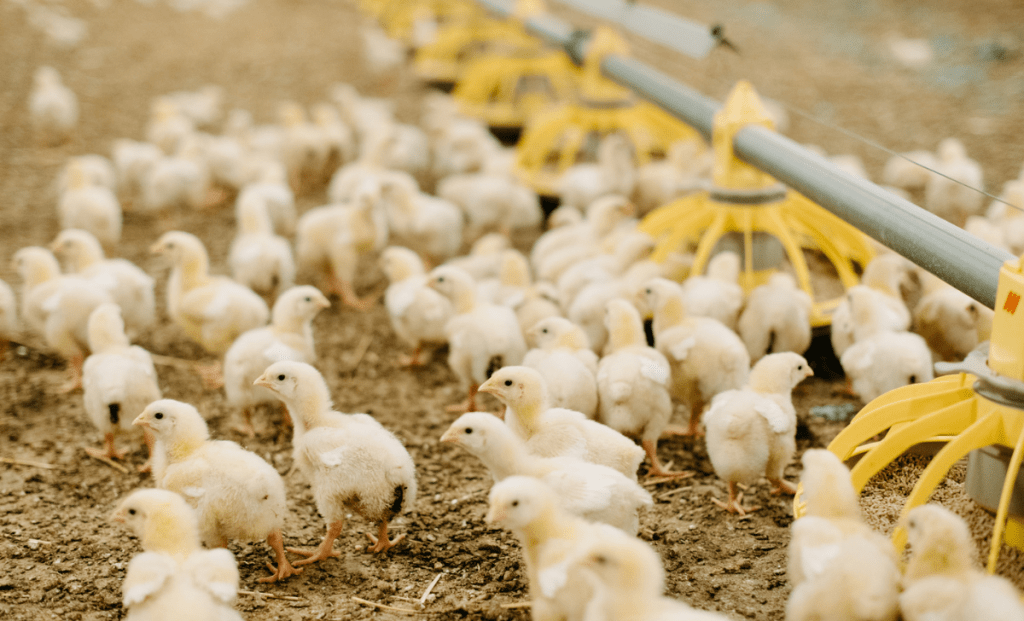 Importance of controlling the growth and uniformity of the flock during ...