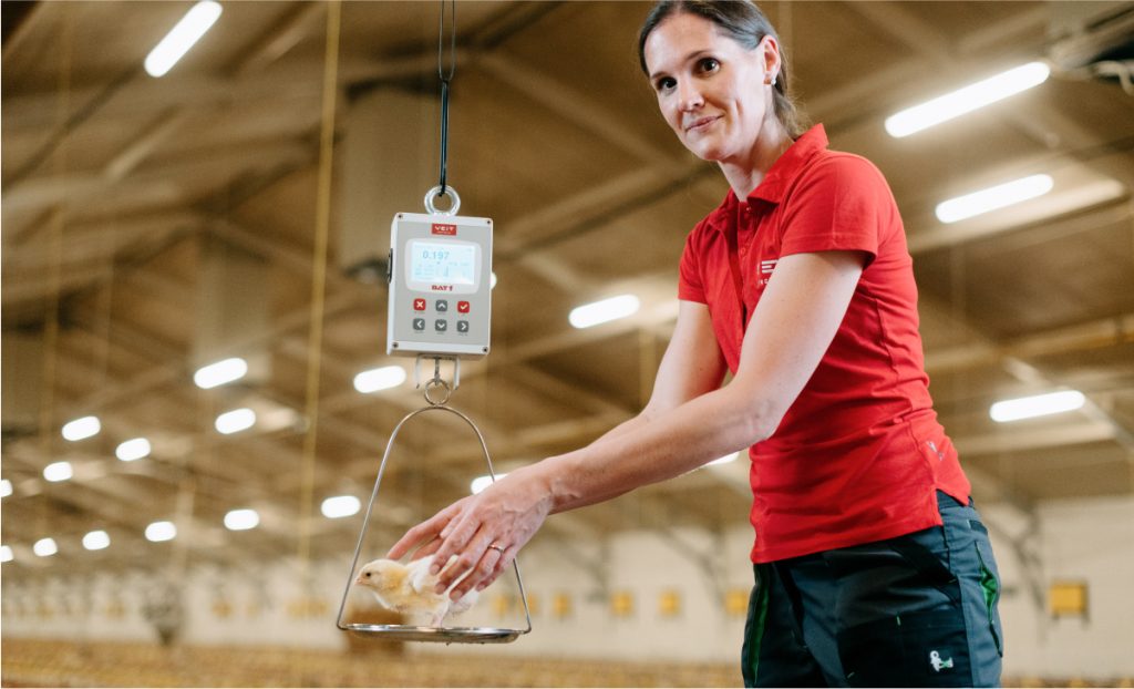 BAT1 Scales: The Best Way to Weigh - Poultryscales