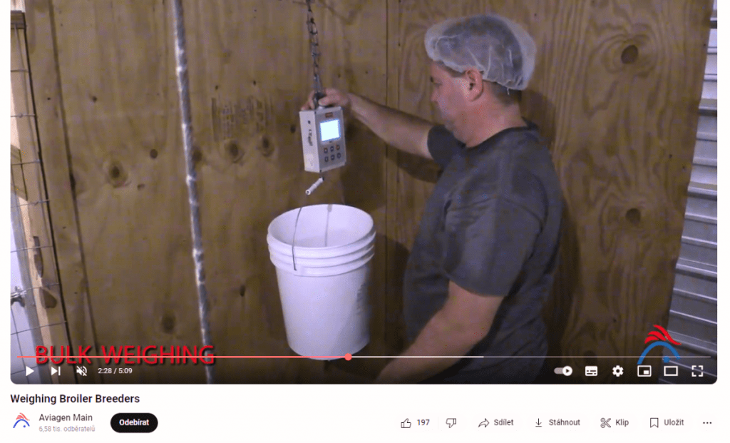Proper Procedure for Weighing Poultry in Different Settings
