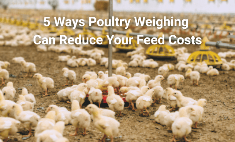5 Ways Poultry Weighing Can Reduce Your Feed Costs - Poultryscales