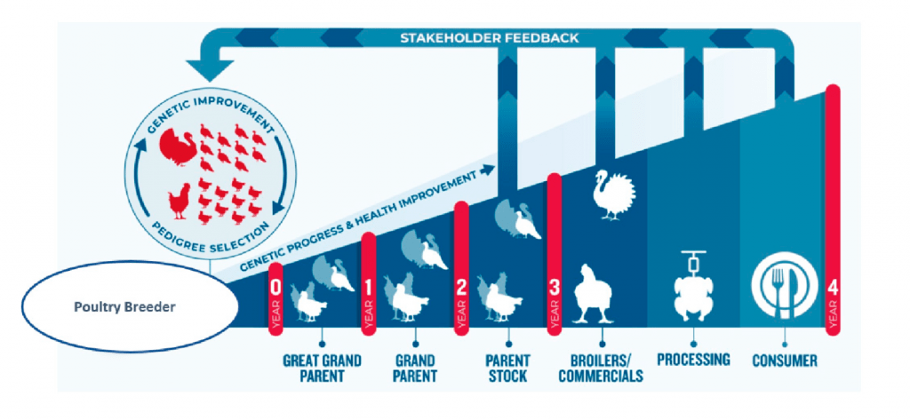 Poultry meat production: from breeding to high quality meat - Poultryscales